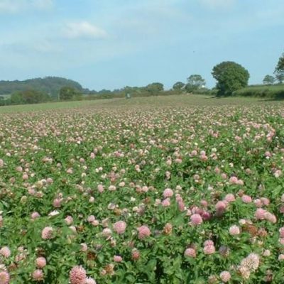 Grass Seed - Foxley Farm Supplies