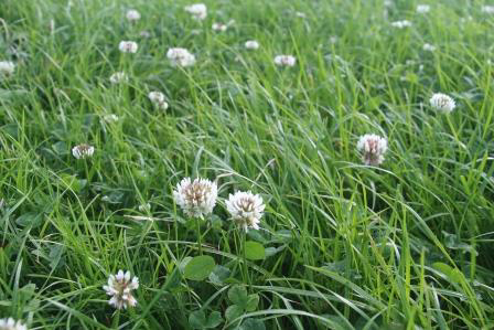 FS11 Clover Over Seeding Mix Long Term - Foxley Farm Supplies