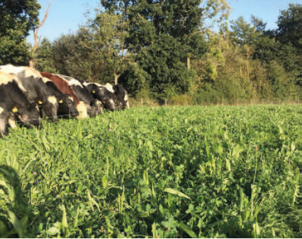 Herbal Ley to Drill in to existing swards - Foxley Farm Supplies